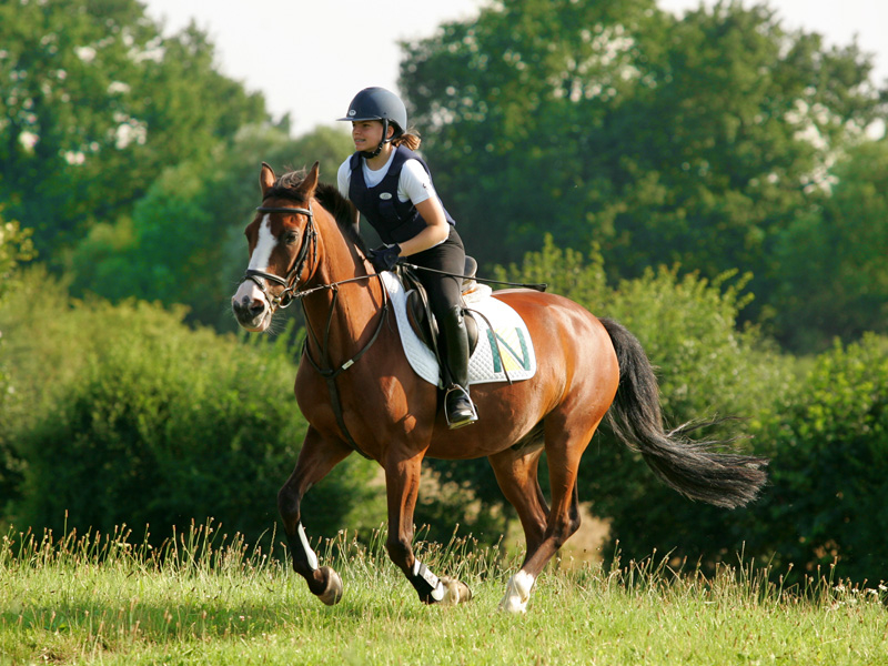 Reiterferien und Reitlehrgänge auf dem Hof Schulze Niehues bei reiten.de